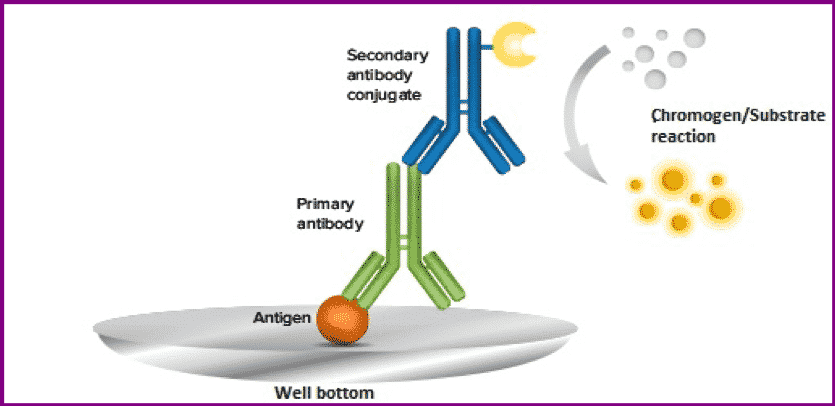 ELISA Assay Technology | Discover Biomat Microplates for ELISA