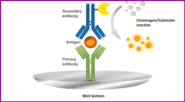 ELISA Assay Technology | Discover Biomat Microplates for ELISA